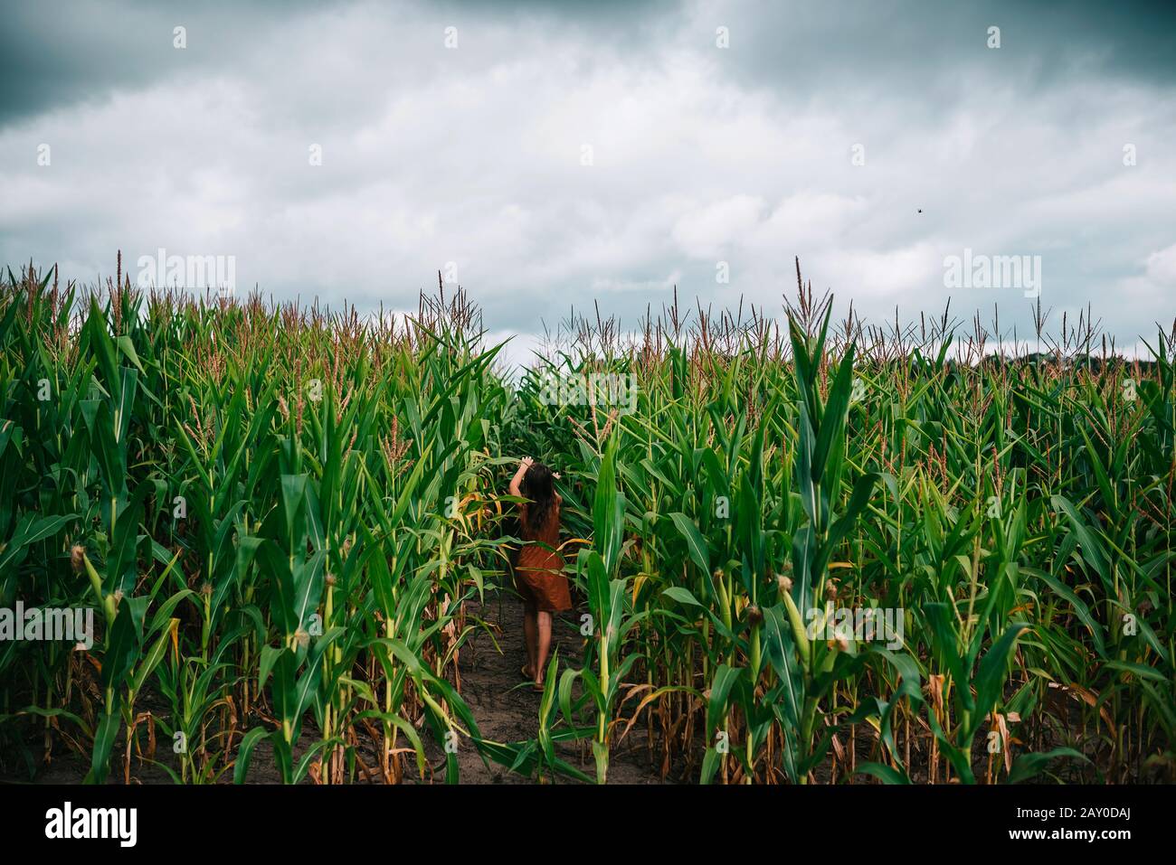 Child running through corn field hi-res stock photography and images ...