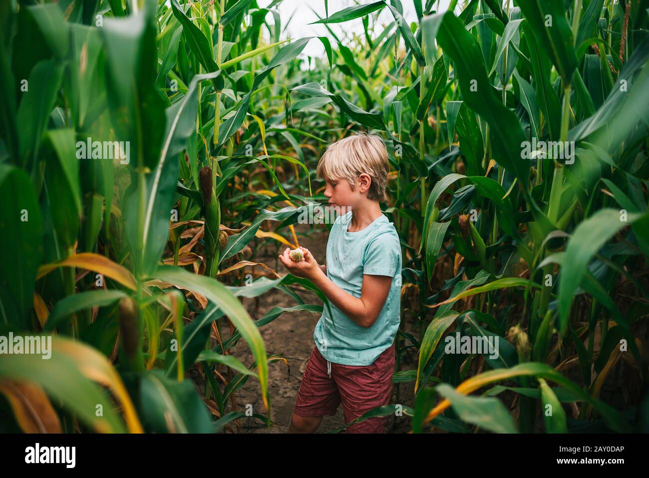 Children in corn field hi-res stock photography and images - Alamy