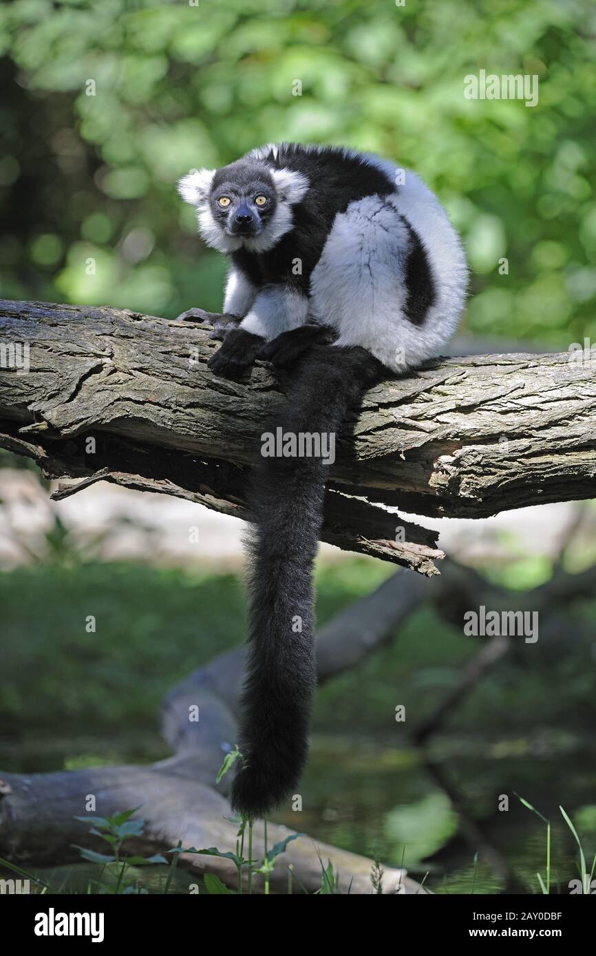 Black and white Vari , Varecia variegata, Lemur, Madagascar, Africa ...
