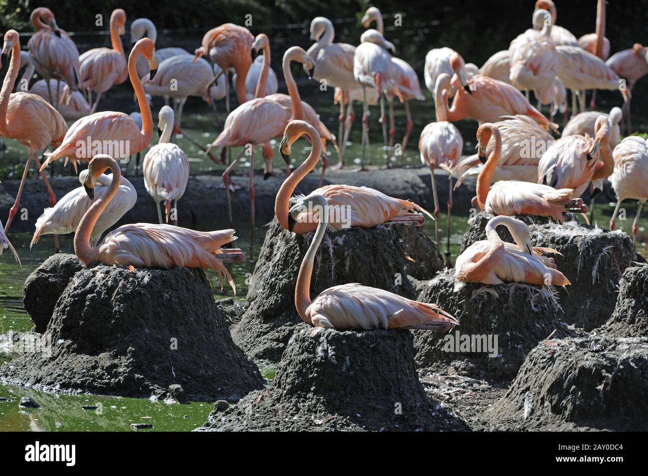 Flamingo breeding colony hi-res stock photography and images - Alamy