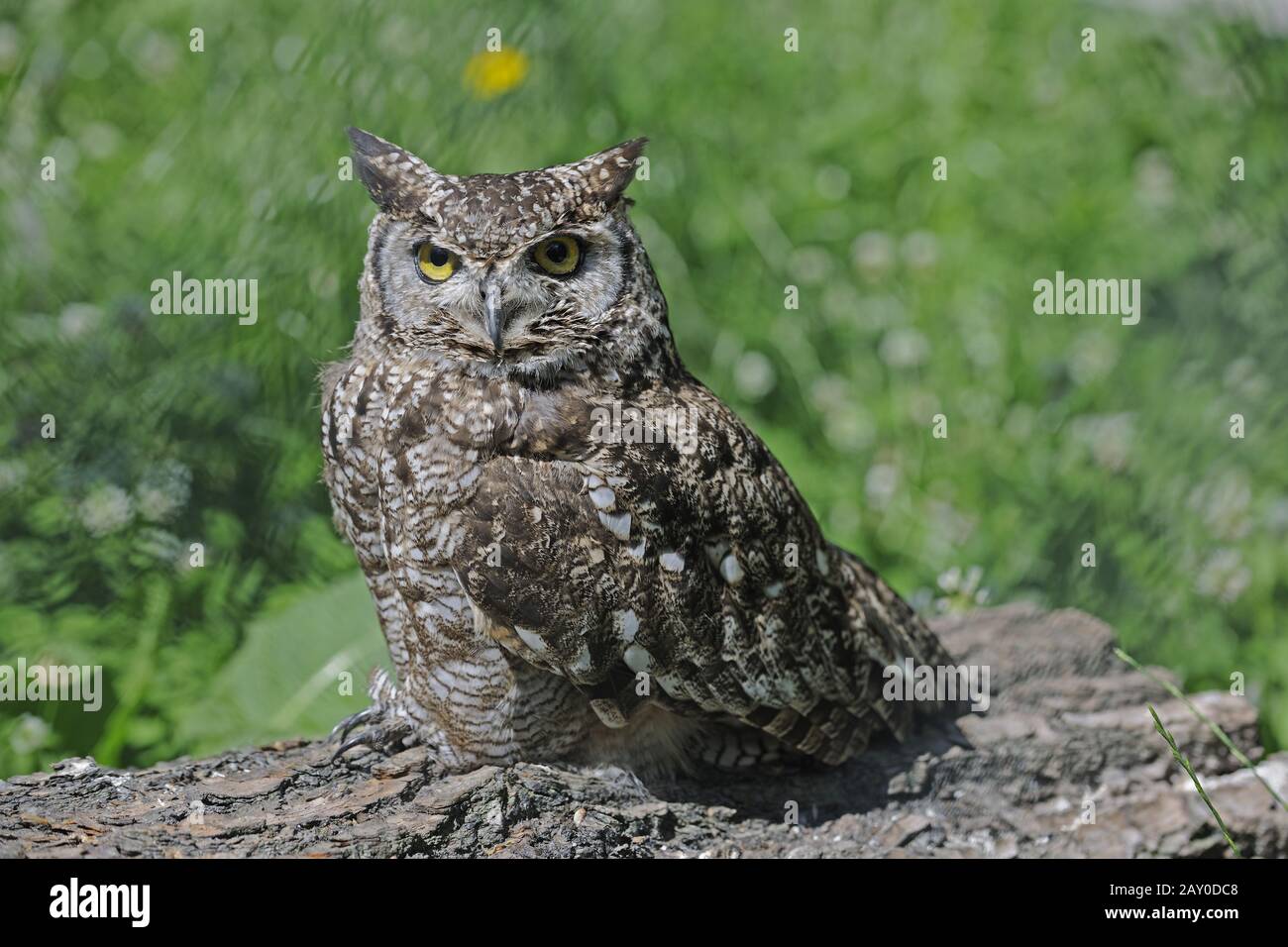 Bubo africanus strigidae hi-res stock photography and images - Alamy