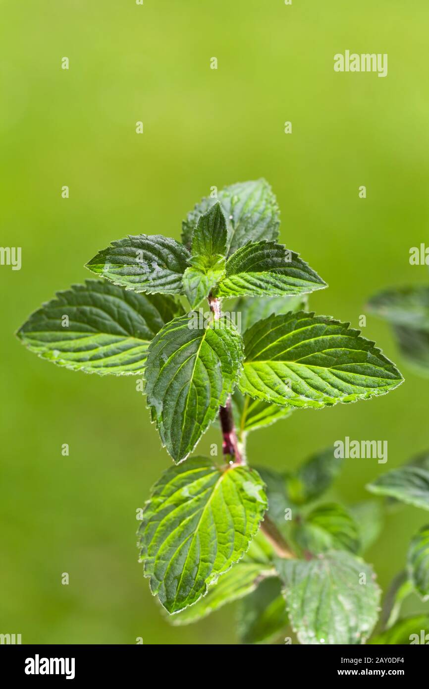 Outdoor peppermint plant Stock Photo - Alamy