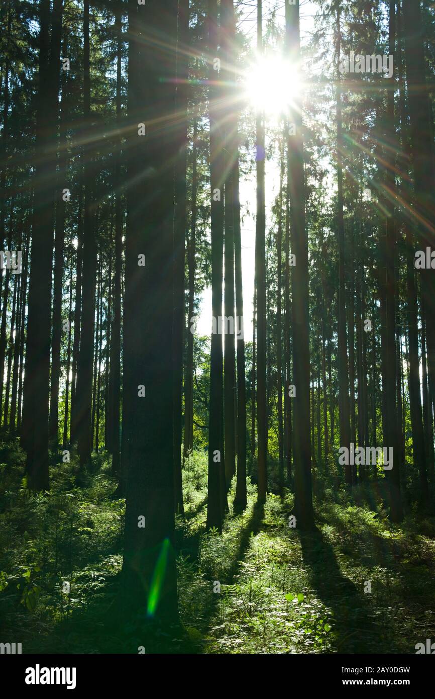 Radiation in a forest in summer Stock Photo - Alamy