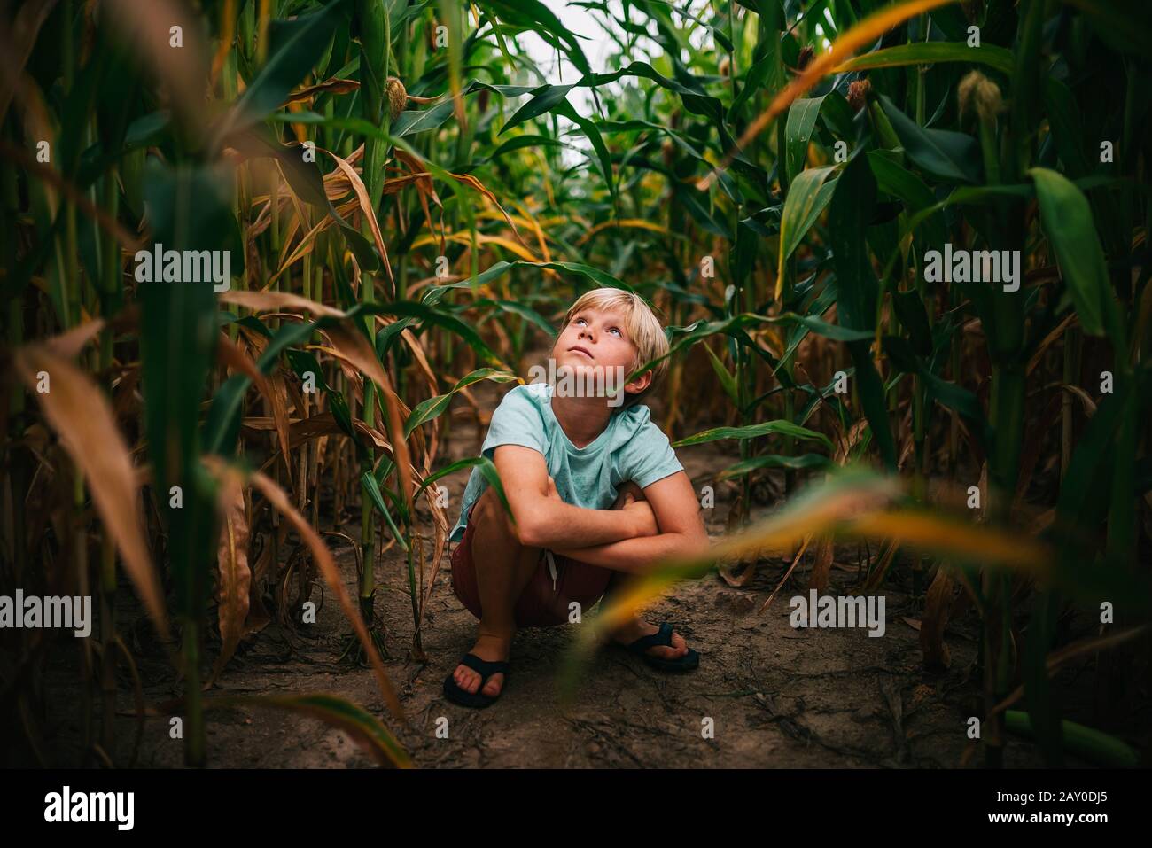 Boy crouching in a corn field, USA Stock Photo - Alamy