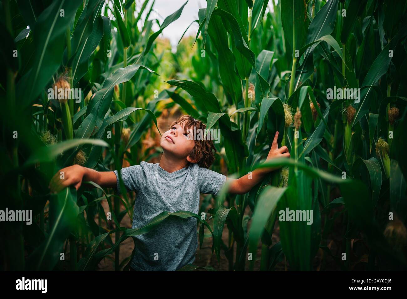 Boy playing in a corn field, USA Stock Photo - Alamy