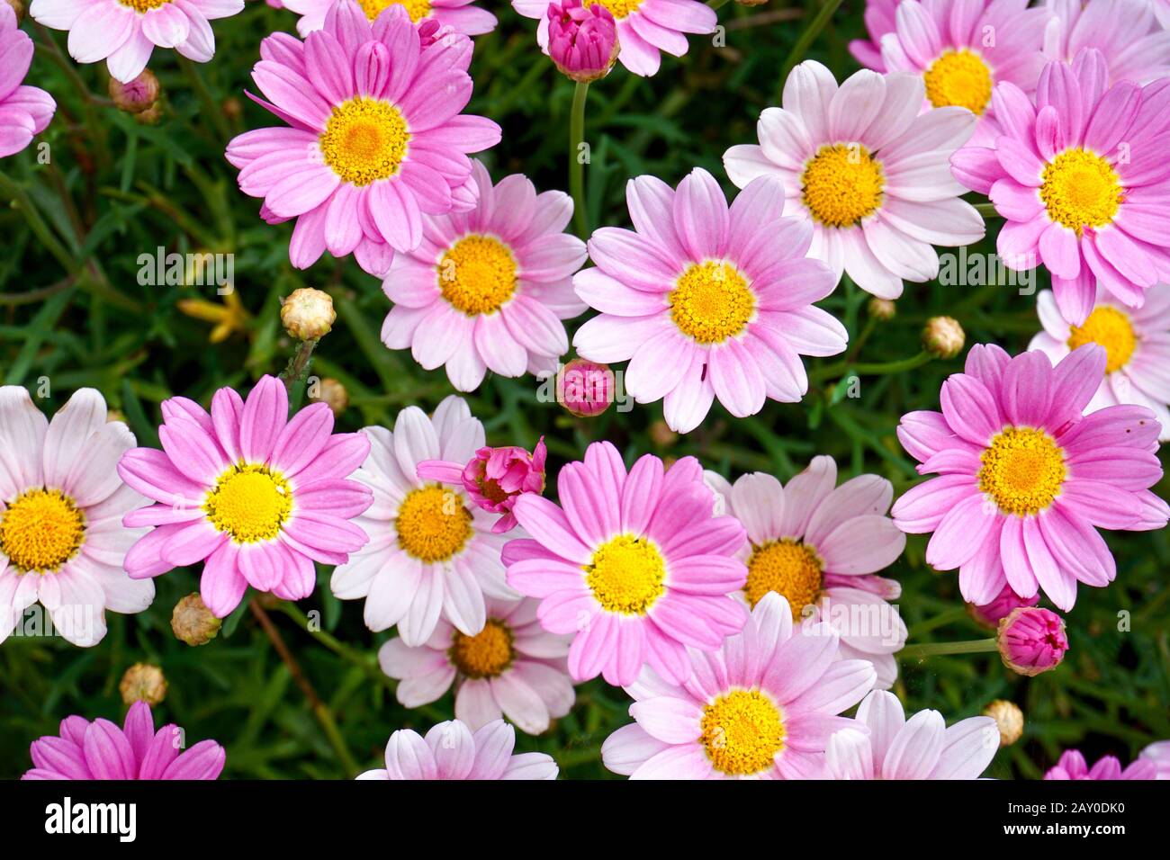 pink flowers in a german garden in summer Stock Photo - Alamy