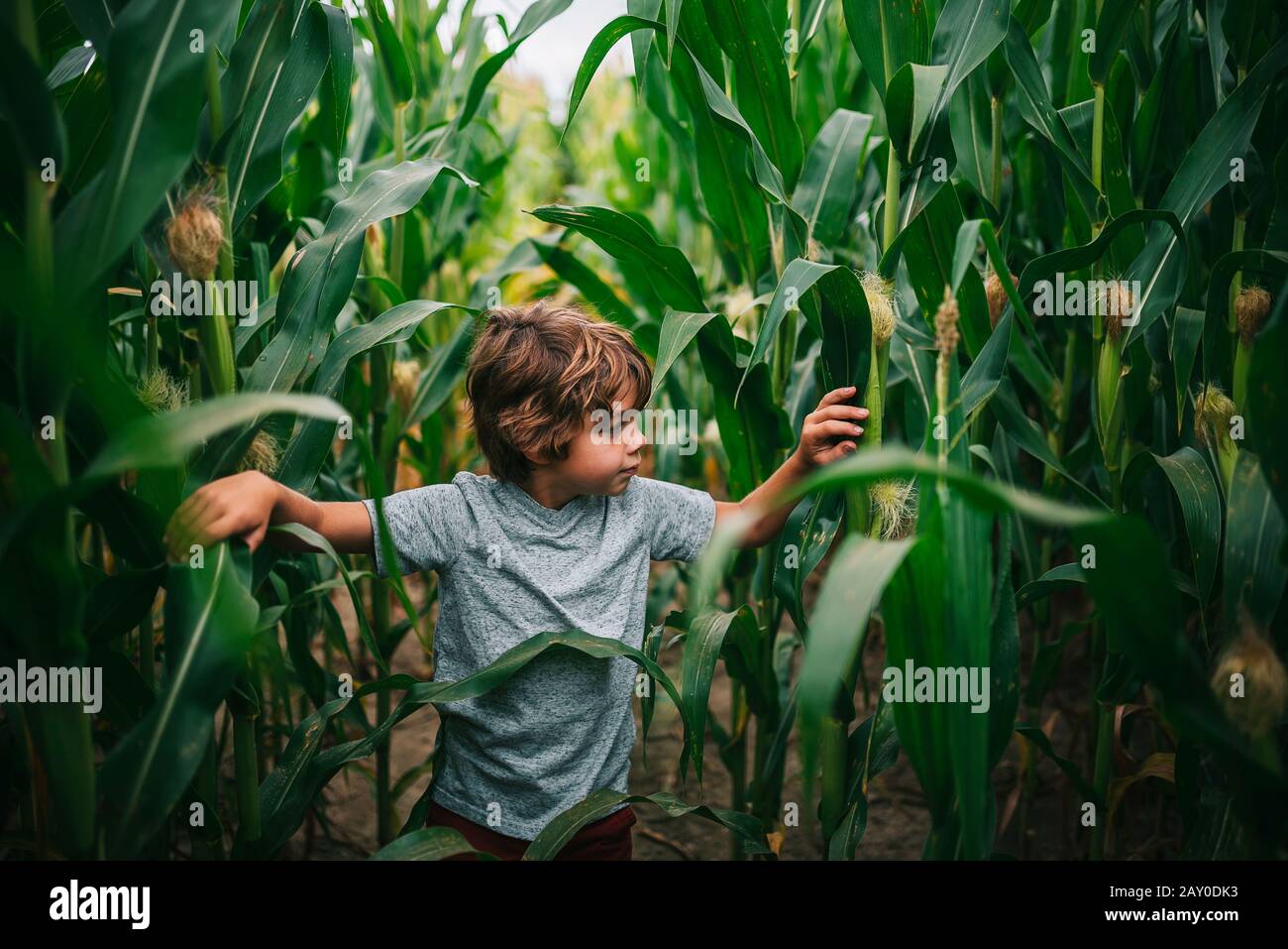 Boy playing in a corn field, USA Stock Photo - Alamy
