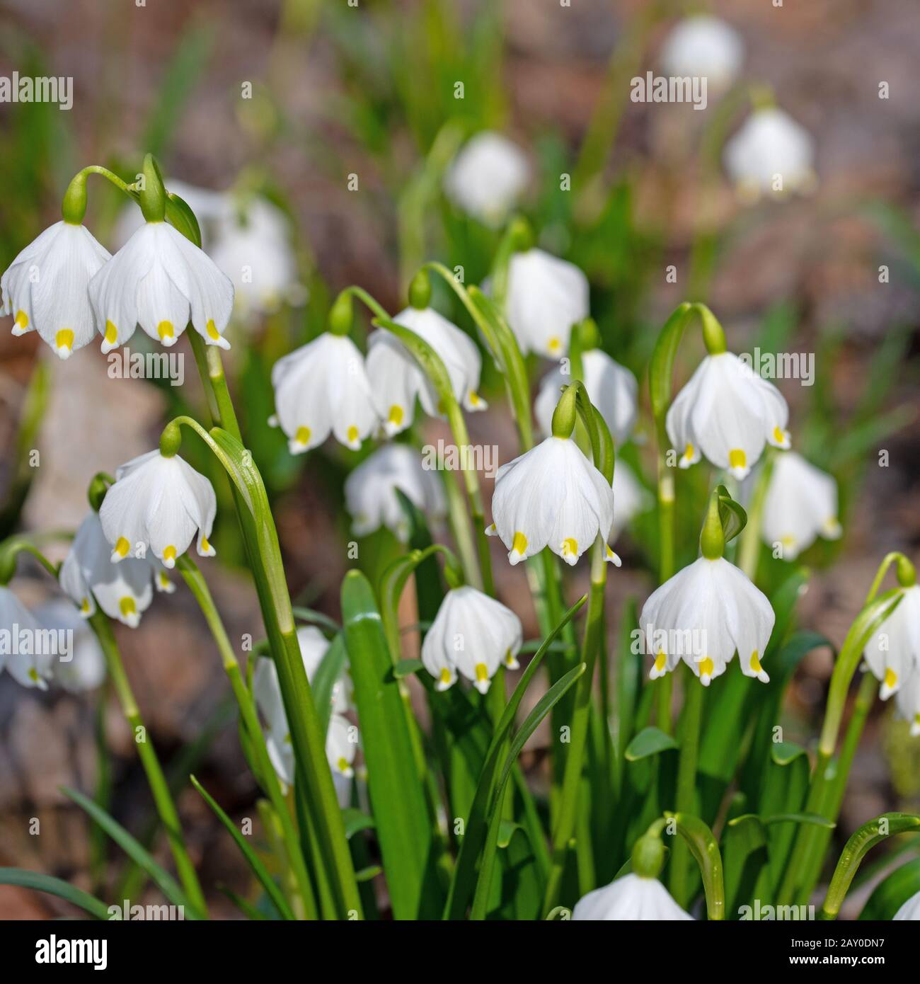 Blossoming spring knot flowers, leucojum vernum Stock Photo - Alamy