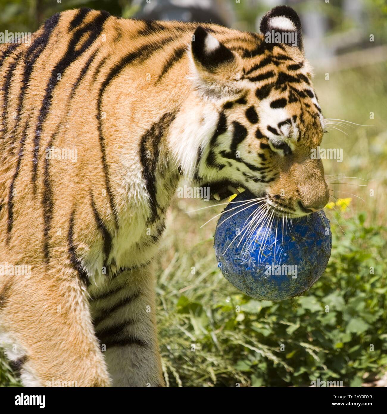 Tiger mit Ball - Tiger with ball Stock Photo - Alamy