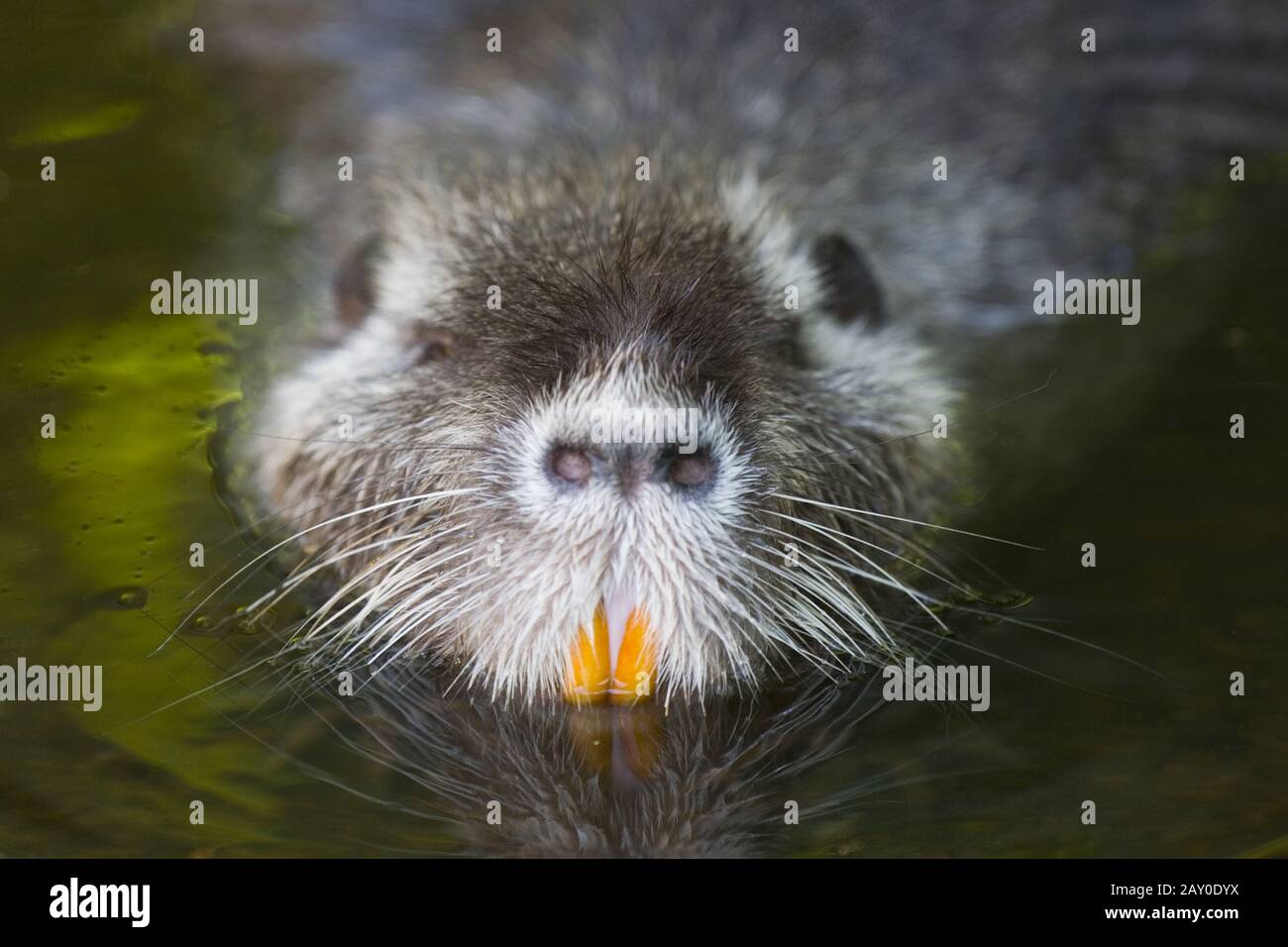 Biber (Castor fiber) - beaver (Castor fiber Stock Photo - Alamy