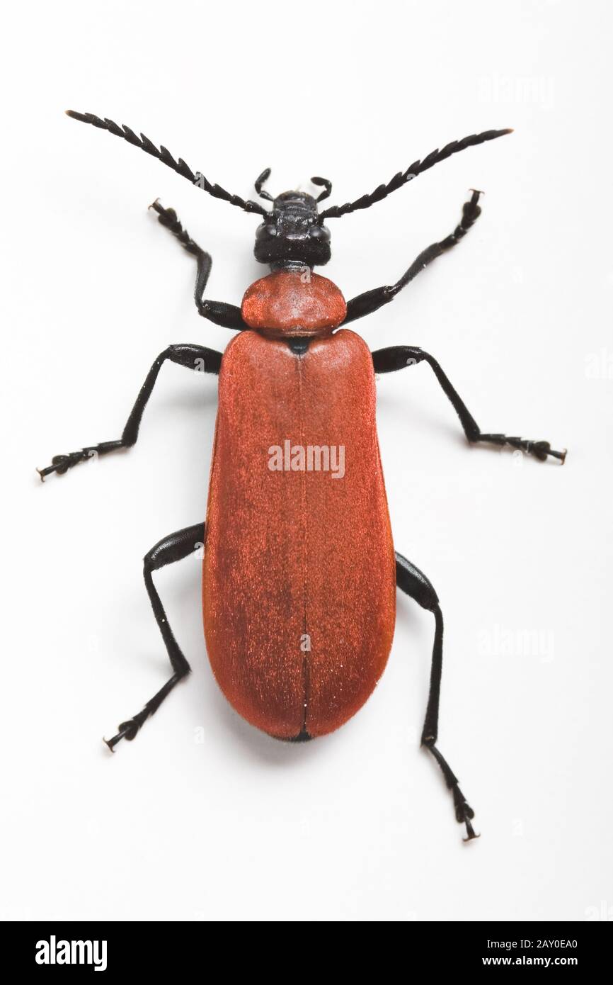 Fire beetle hi-res stock photography and images - Alamy