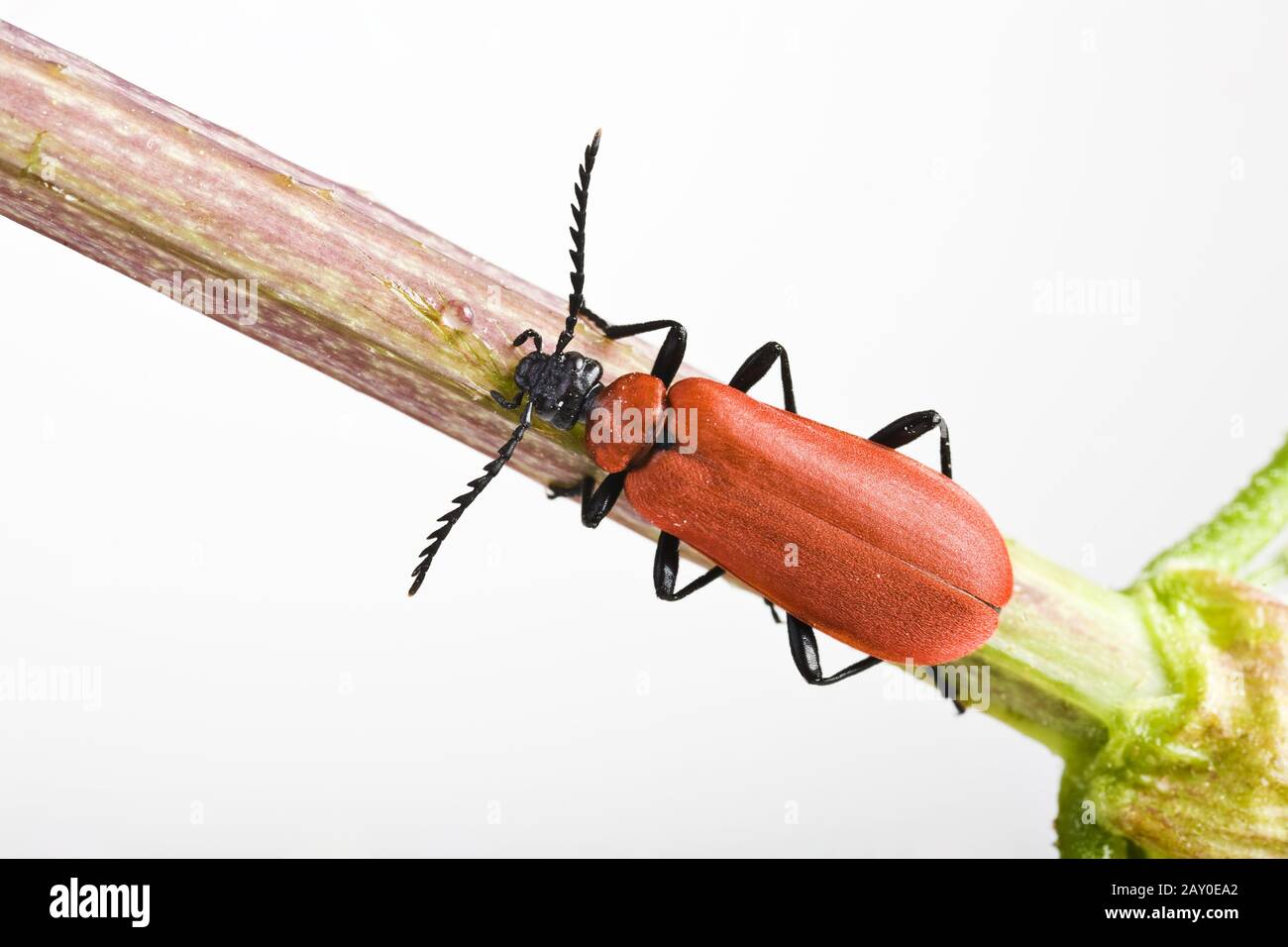 Black fire beetle hi-res stock photography and images - Alamy