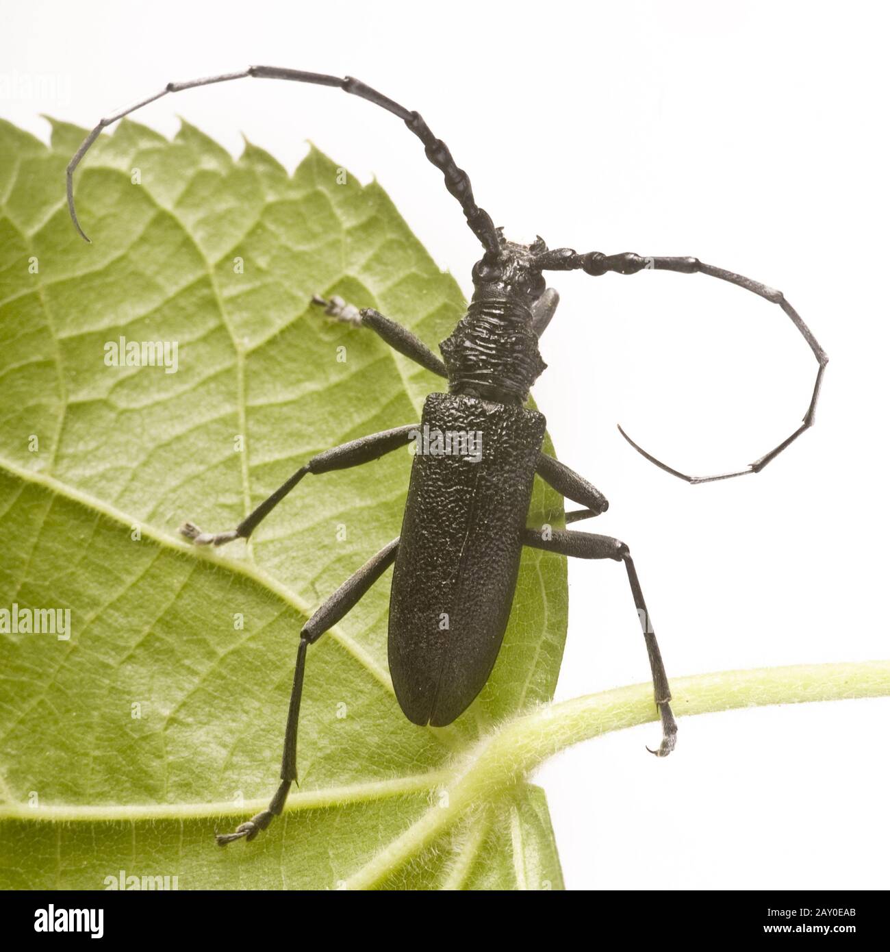Cerambyx Cerdo High Resolution Stock Photography and Images - Alamy