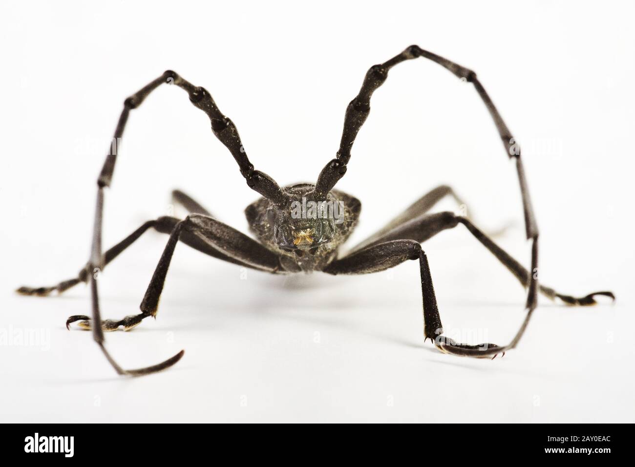 longhorn beetle, hero buck, (Cerambyx cerdo Stock Photo - Alamy