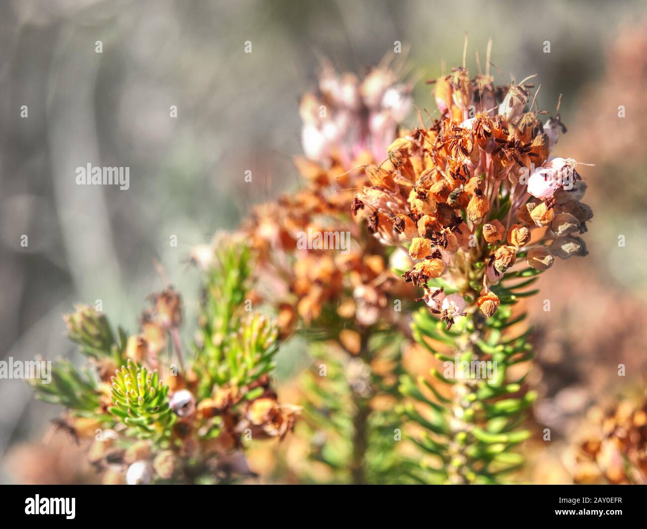 Dry seeds and blossom of heather twig. Detail of small colorful pland ...