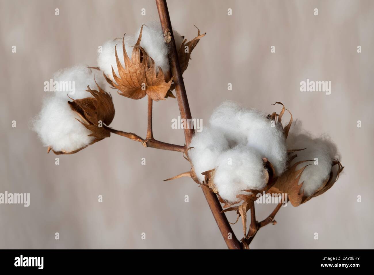 Cotton plant hi-res stock photography and images - Alamy