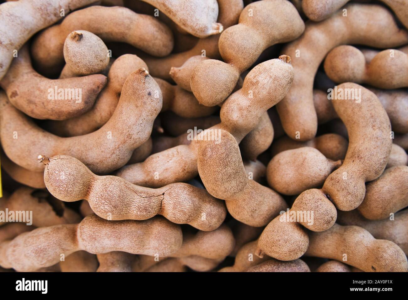 Tamarinds (also Indian dates or sour dates) (Tamarindus indica ...