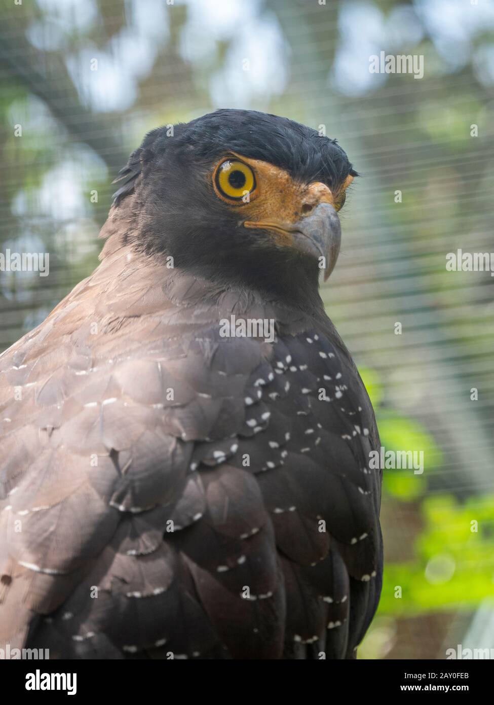 Portrait of an eagle, Indonesia Stock Photo - Alamy