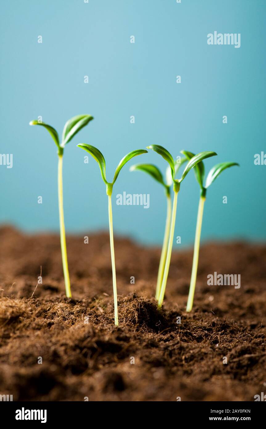 Green seedling illustrating concept of new life Stock Photo - Alamy
