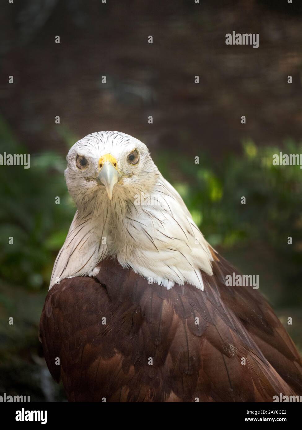 Portrait of an eagle, Indonesia Stock Photo - Alamy