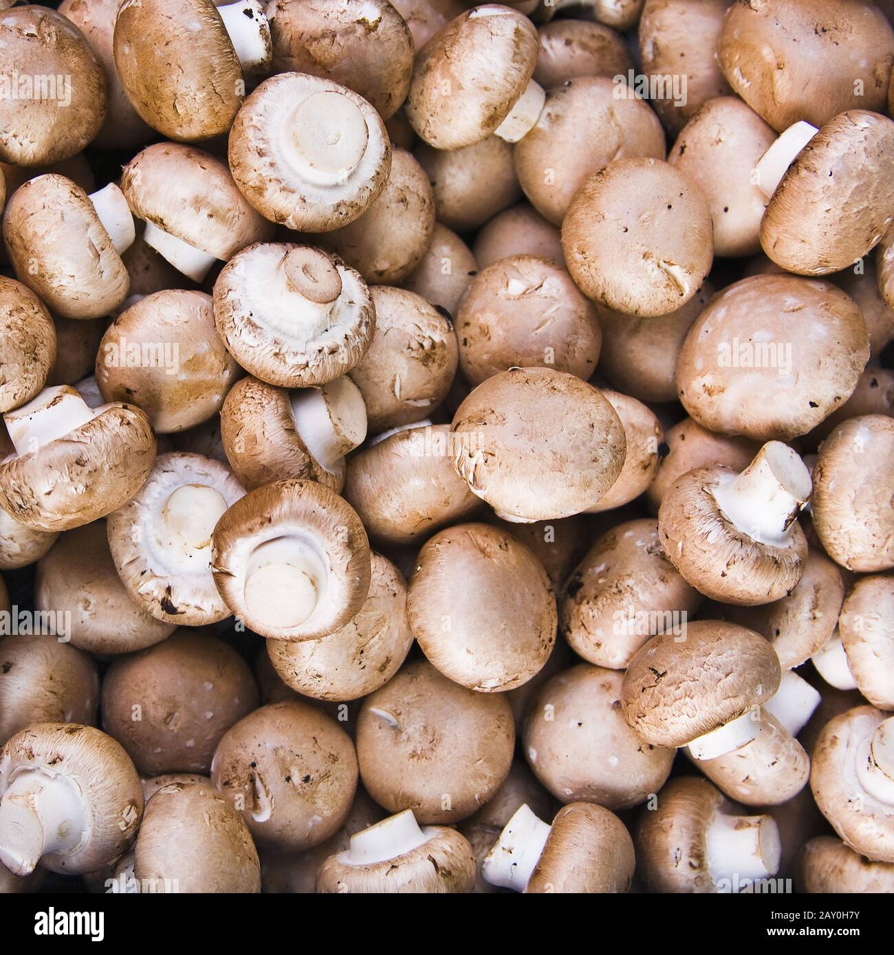 Creme Champingnons - creme champingnons Stock Photo - Alamy