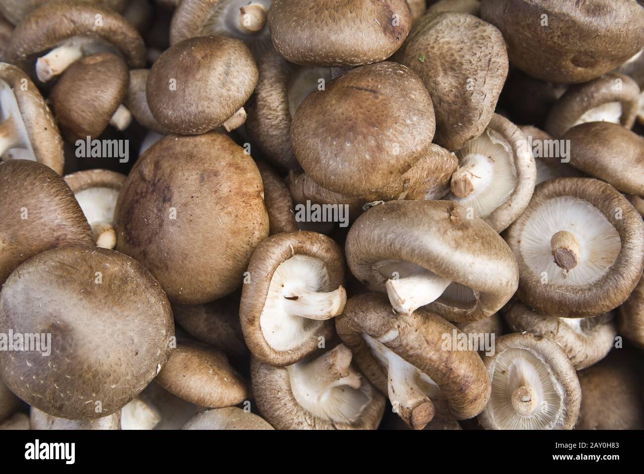 Lentinus edodes hi-res stock photography and images - Alamy