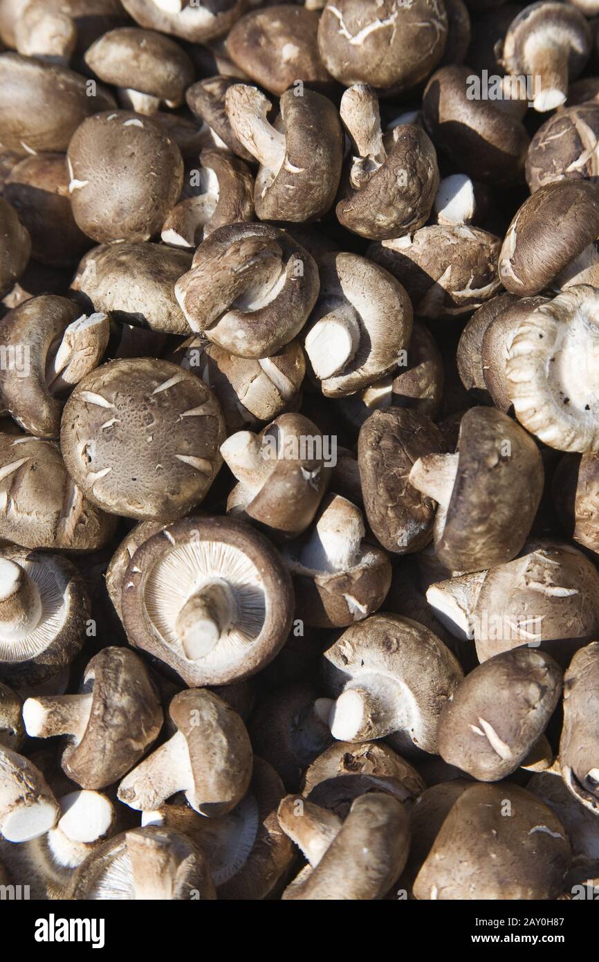 Shiitake mushrooms (Pasaniapilz) (Lentinula edodes Stock Photo - Alamy