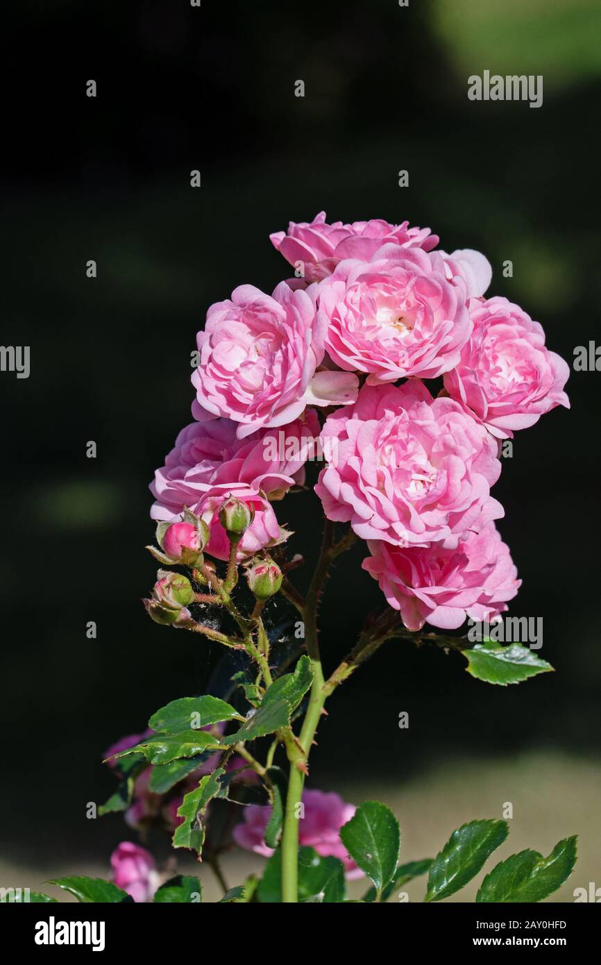 Noble pink rose hi-res stock photography and images - Alamy