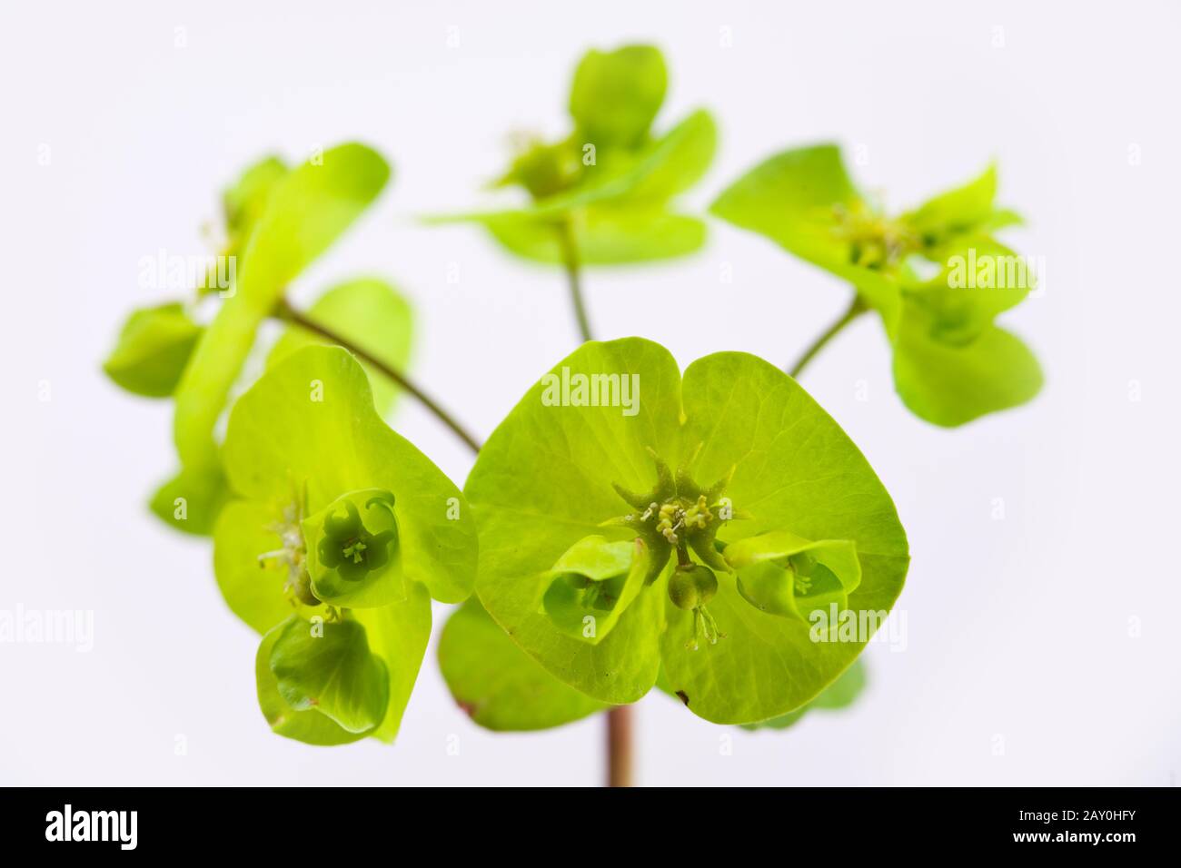 Sun Spurge (Euphorbia helioscopia) - Sun Spurge (Euphorbia helioscopia ...