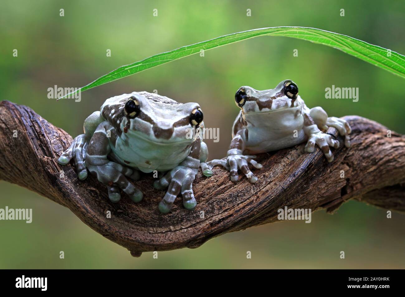 Mission golden eyed tree frogs hi-res stock photography and images - Alamy