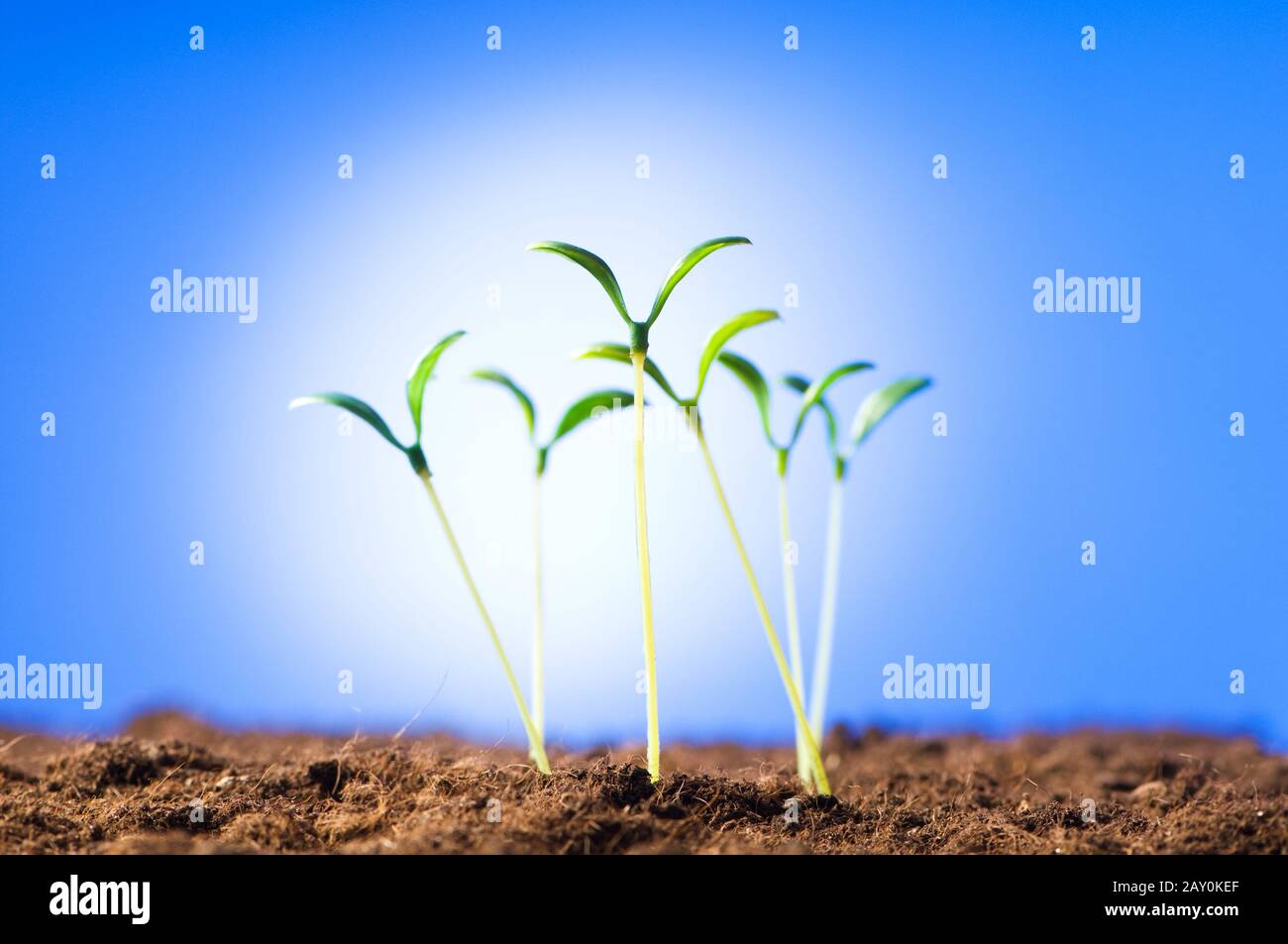Green seedling illustrating concept of new life Stock Photo - Alamy