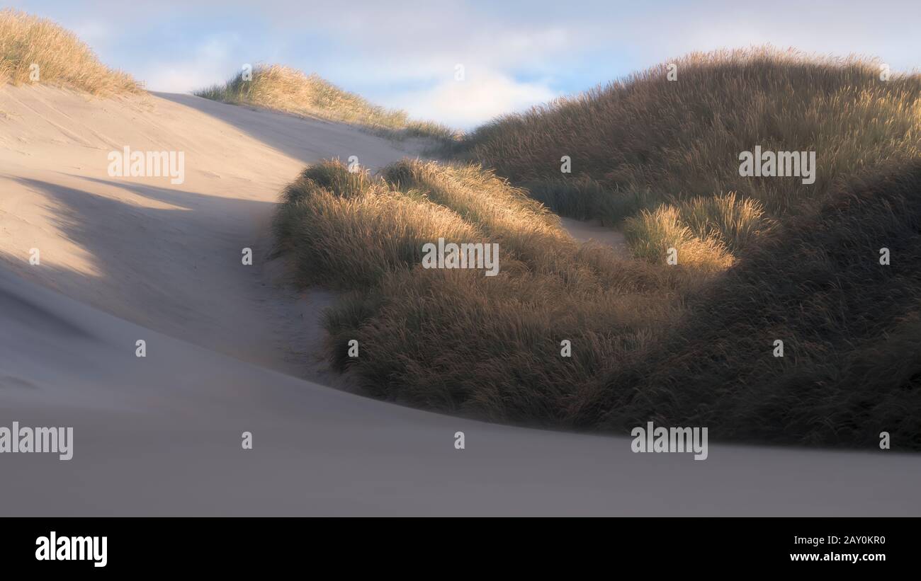 Hazy morning light on sand dunes and beach grass, South Island, New ...