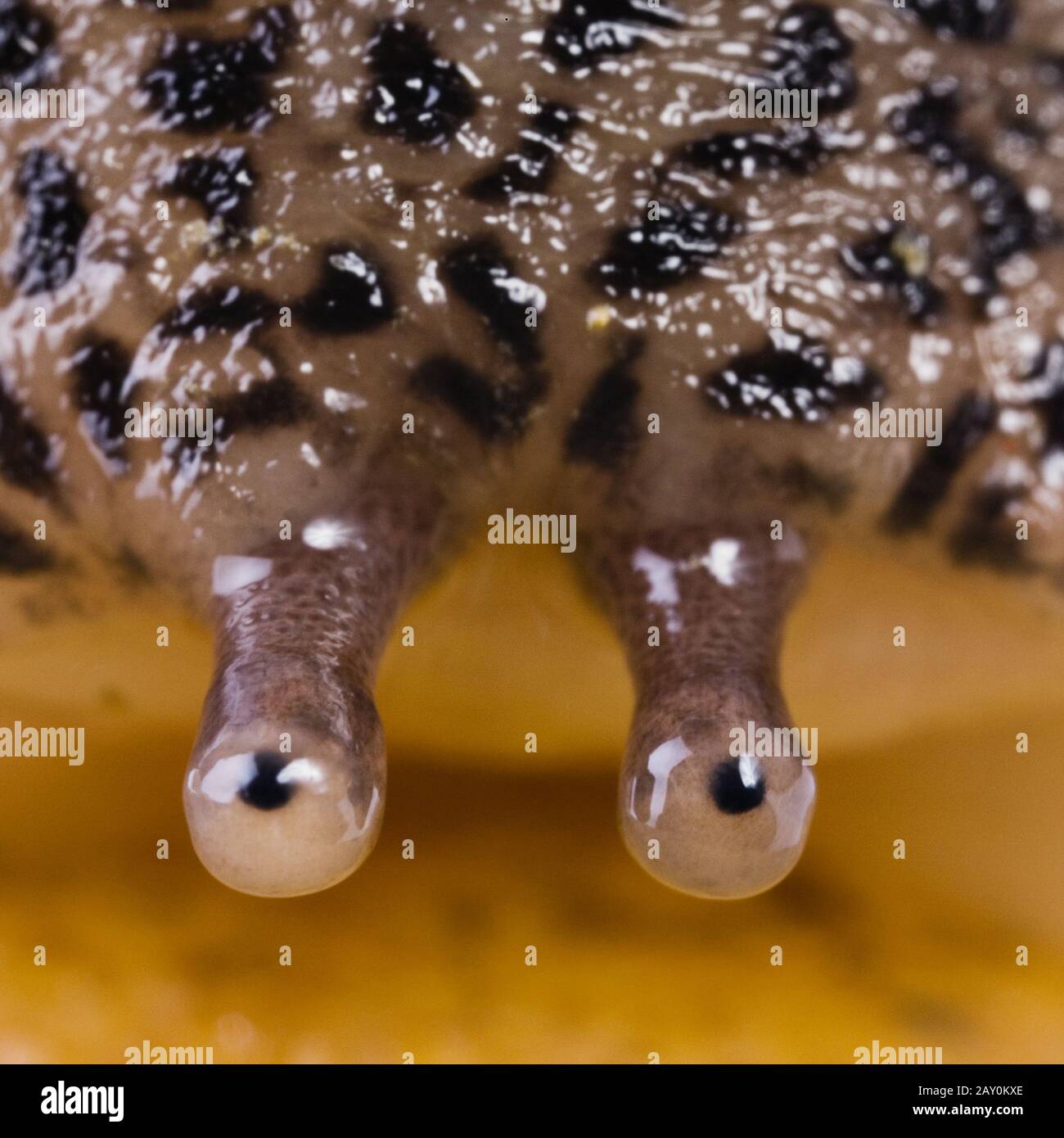 Big snow (Limax maximus) - Leopard Slug (Limax maximus Stock Photo - Alamy