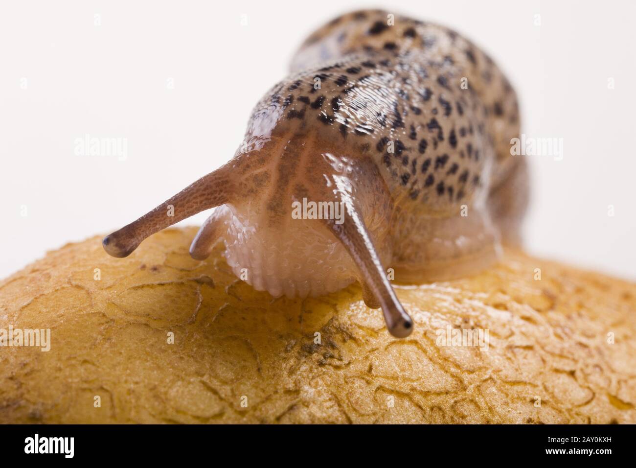 Big snow (Limax maximus) - Leopard Slug (Limax maximus Stock Photo - Alamy