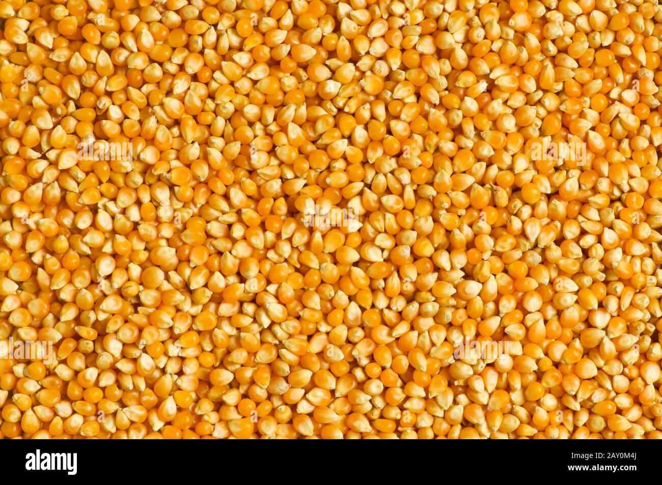 Bright corn kernels arranged as the background Stock Photo - Alamy