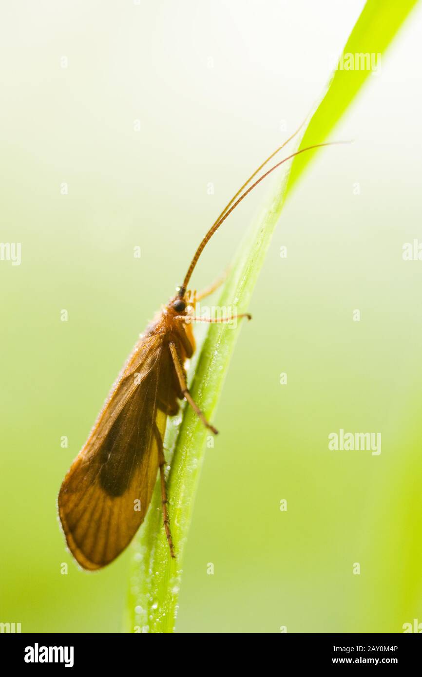 Common caddis fly (Limnephilus flavicornis) - Limnephilus flavicornis ...