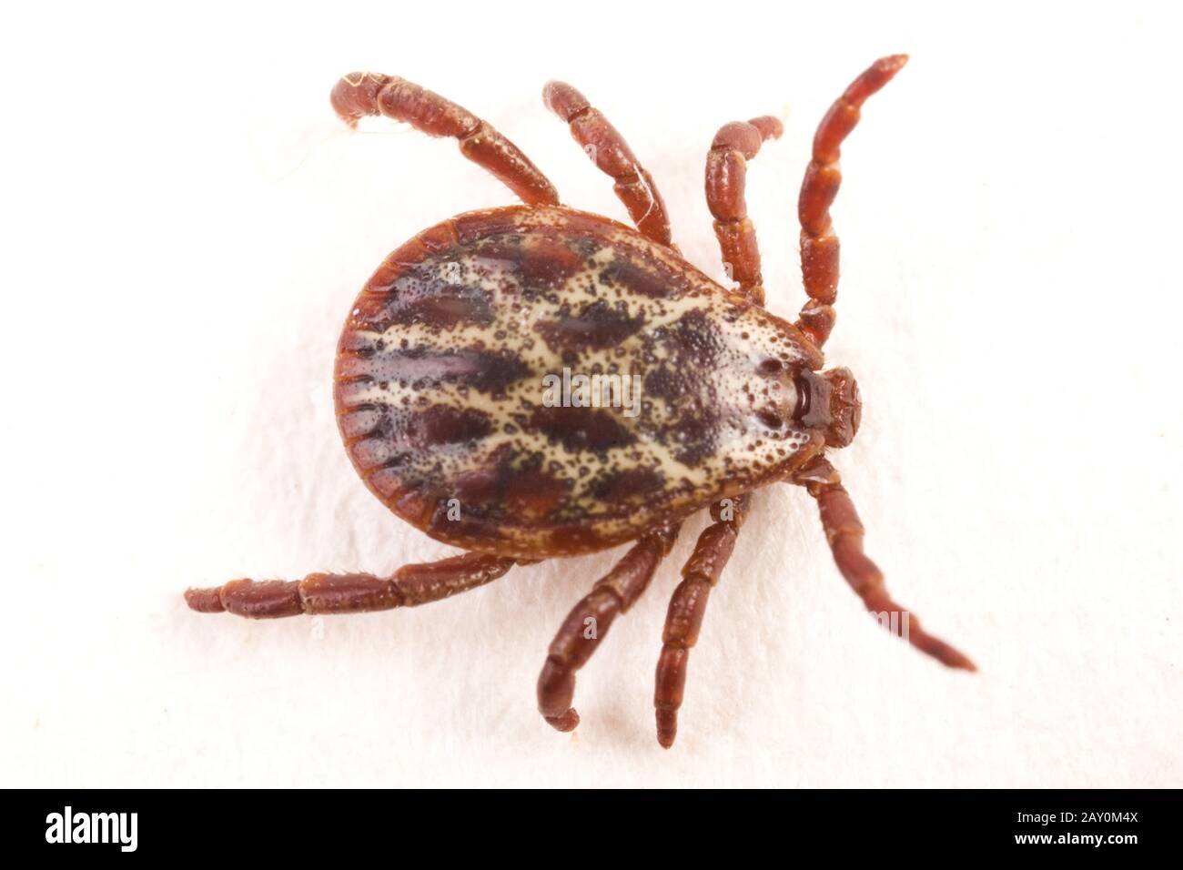 Zecke (Ixodes ricinus) - tick (Ixodes ricinus Stock Photo - Alamy