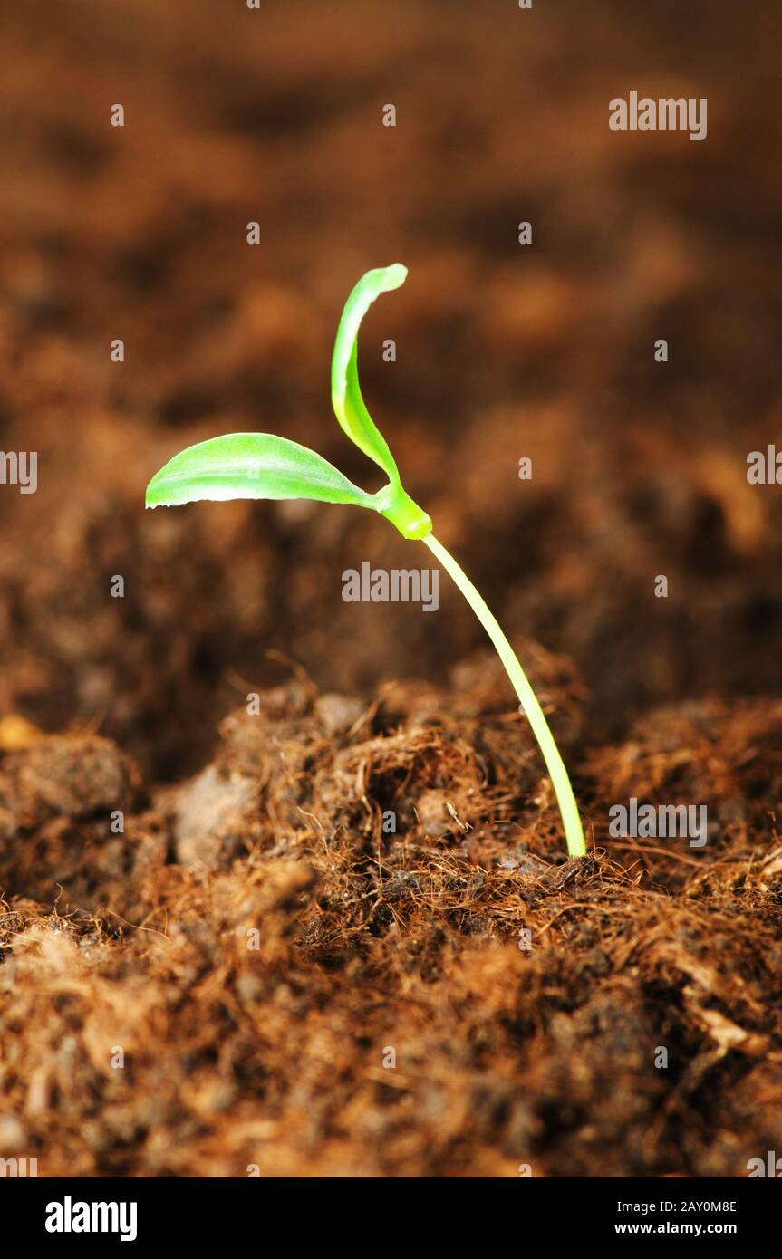 New life concept - green seedling growing out of soil Stock Photo - Alamy