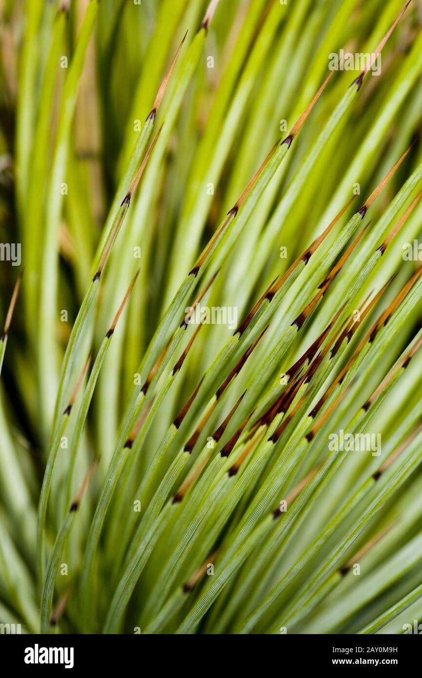 Agave (Agavaceae) (Agave stricta) - Agave (Agavaceae) (Agave stricta ...