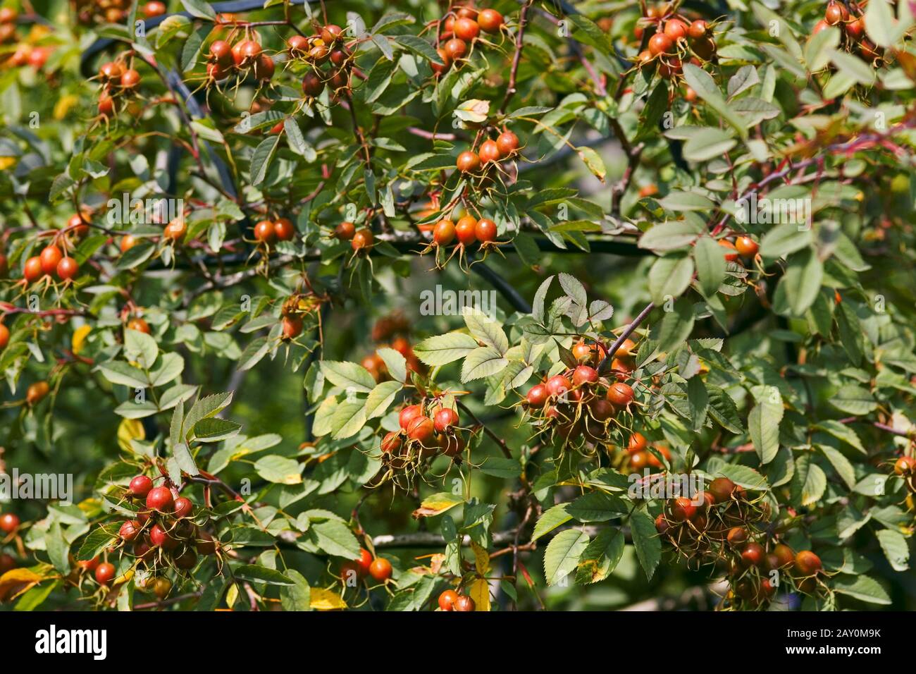 Red leaf rose (Rosa glauca) * Rosa glauca Stock Photo - Alamy