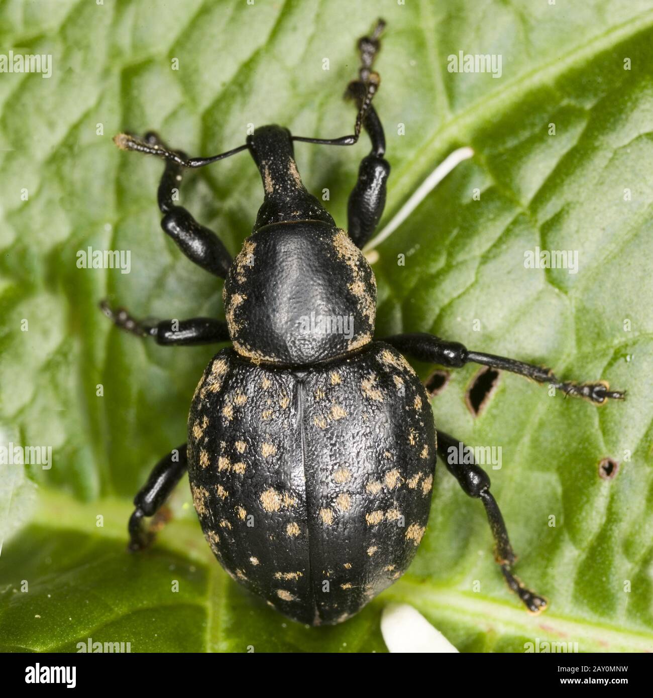 Weevils hi-res stock photography and images - Alamy
