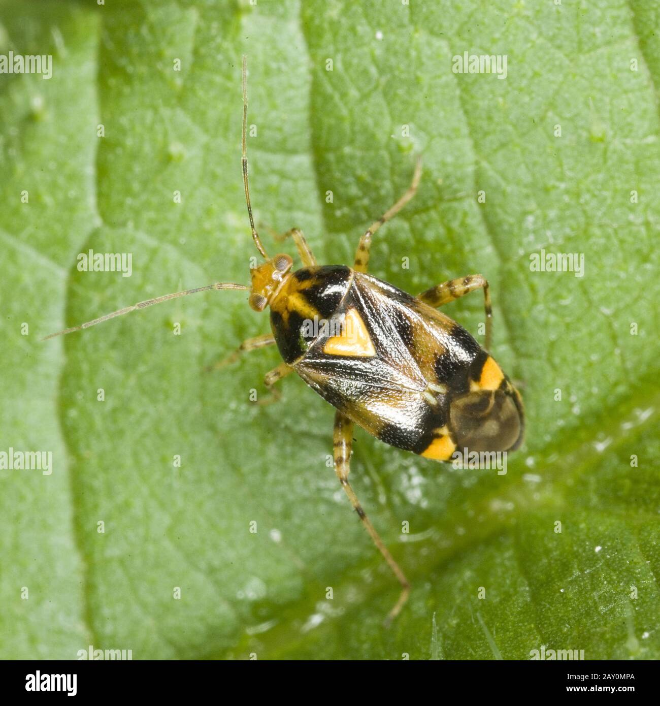 Soft bug (Liocoris tripustulatus) * Liocoris tripustulatus Stock Photo ...
