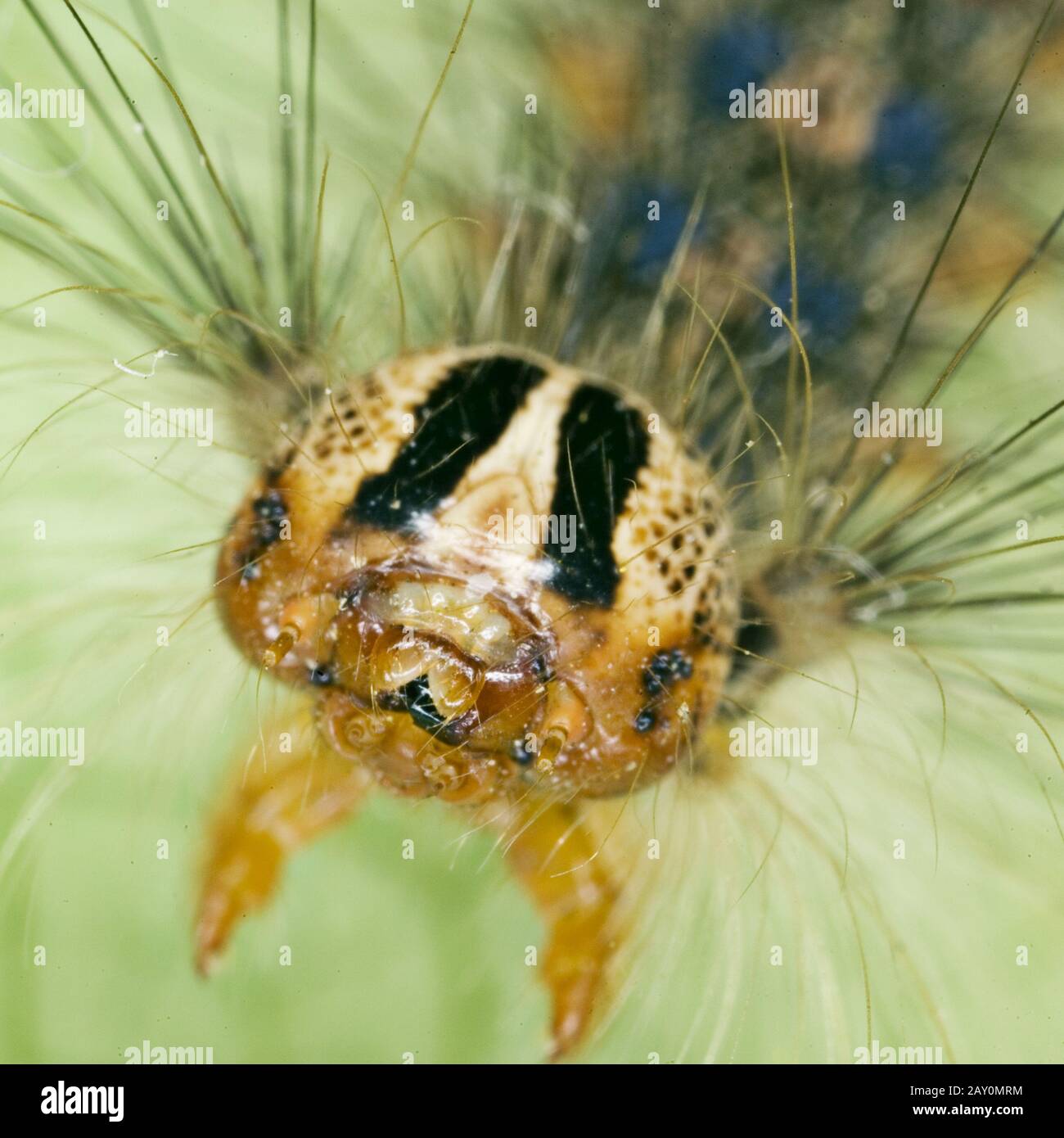Caterpillar of a sponge moth (Lymatria dispar) - Carterpillar from ...