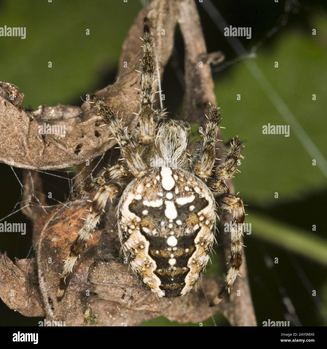 garden cross spider (araneus diadematus) - araneus diadematus Stock ...