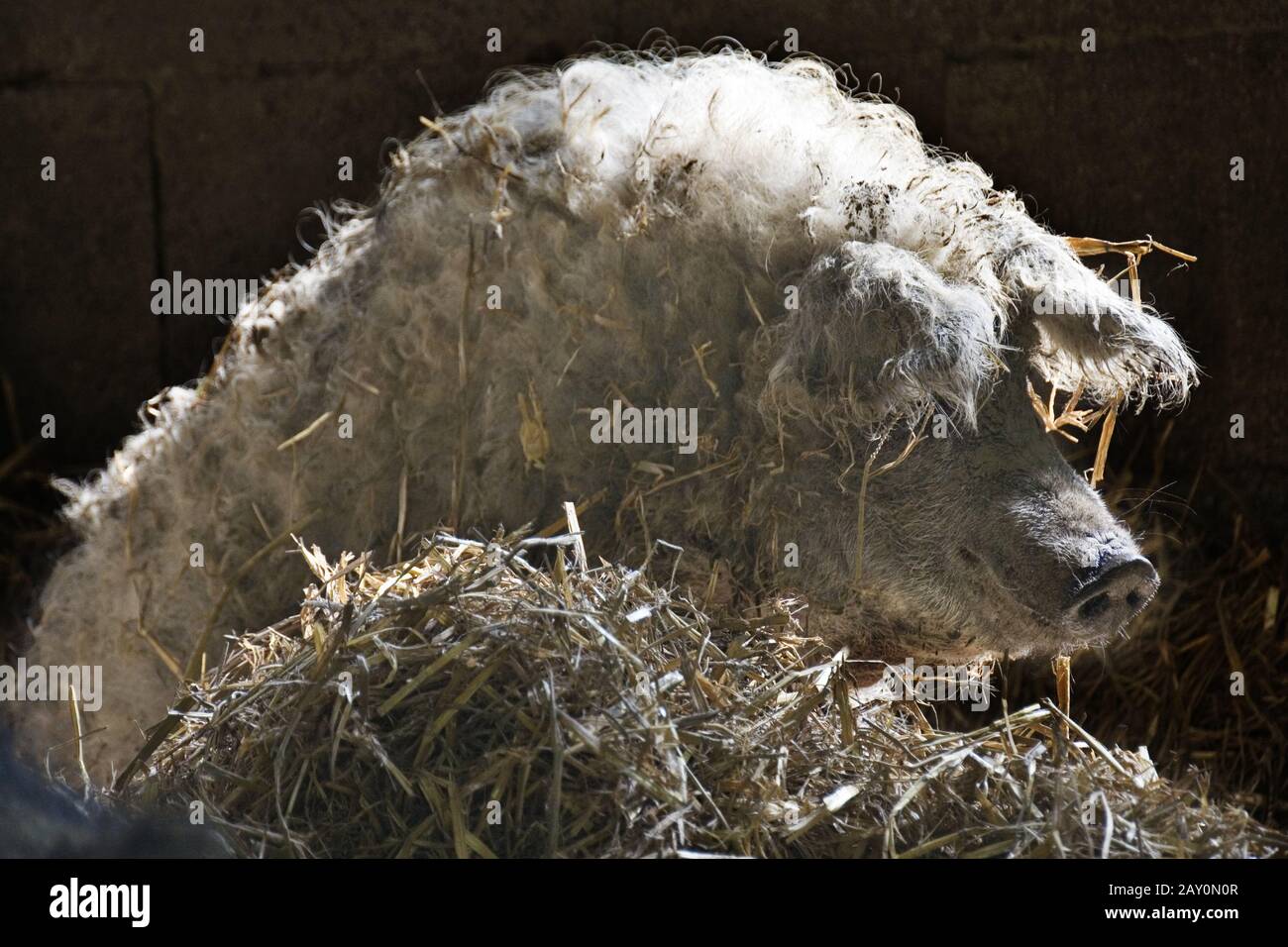 Domestic pigs in stable hi-res stock photography and images - Alamy