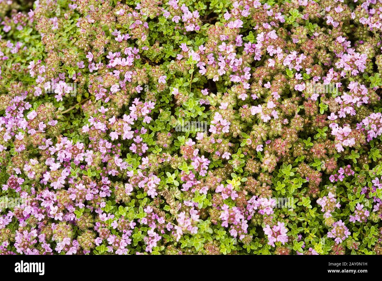 Thymian (Long-haired Thymian) (Thymus praecox) * Thymus praecox Stock ...
