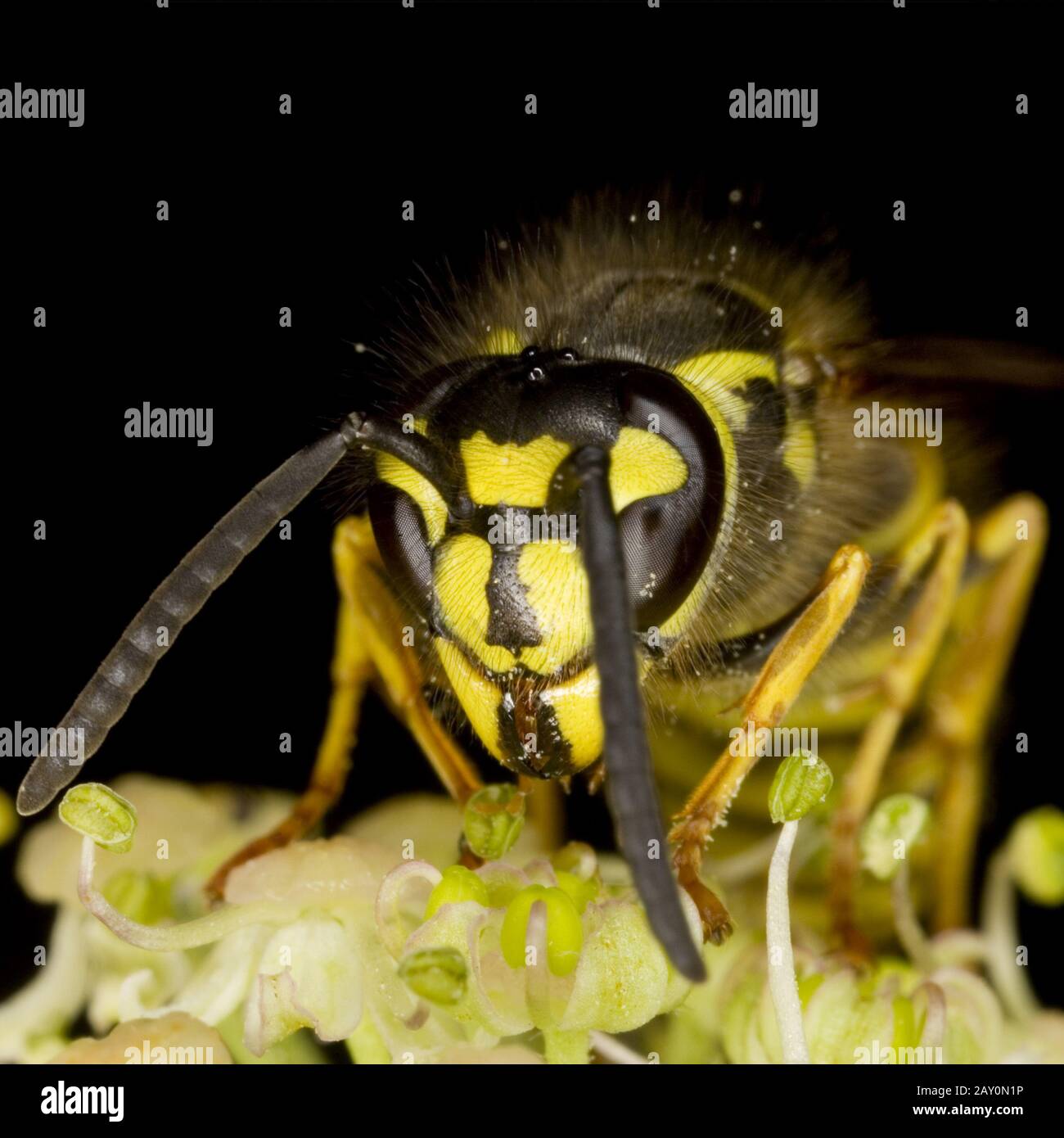 Common wasp (Vespula vulgaris) - Vespula vulgaris Stock Photo - Alamy