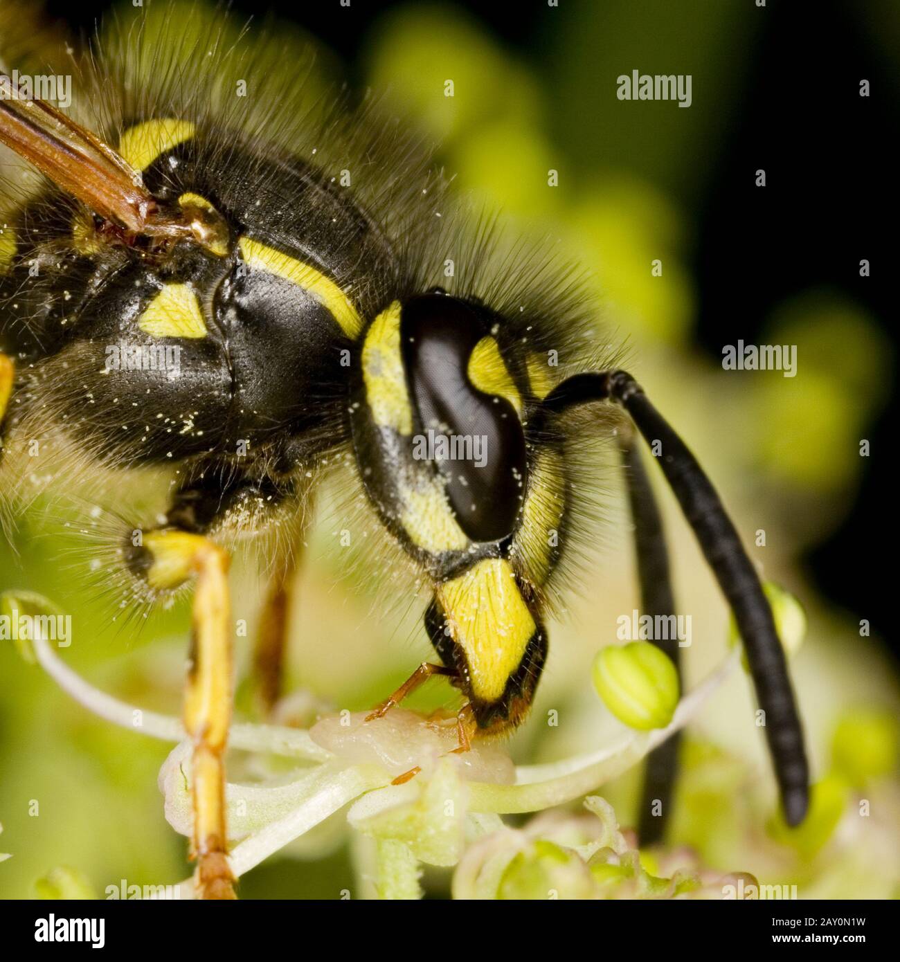 Common wasp (Vespula vulgaris) - Vespula vulgaris Stock Photo - Alamy
