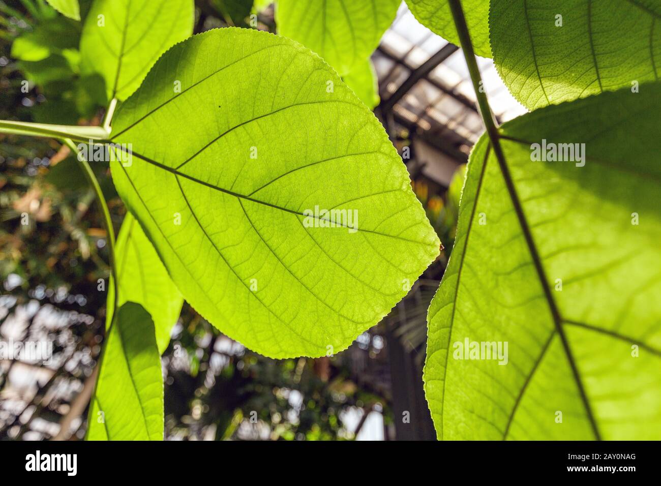 leaf textures close-up in botanical garden Stock Photo - Alamy