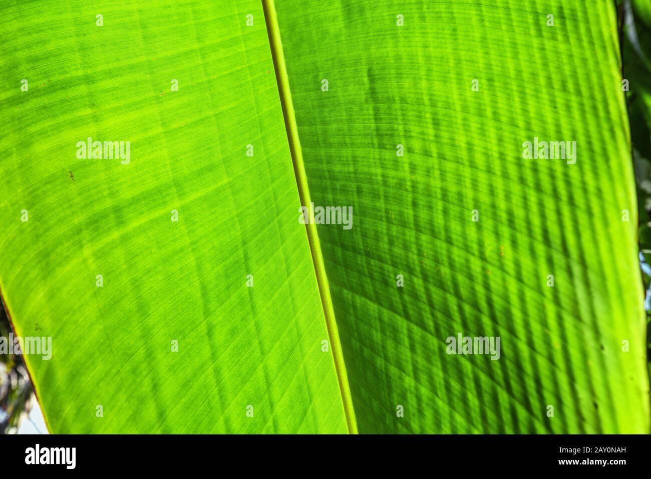 leaf textures close-up in botanical garden Stock Photo - Alamy